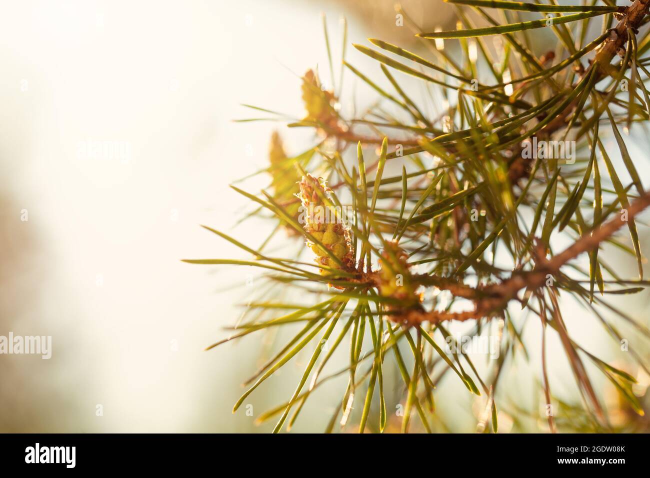 Spruce tree branch and lights blurred background Stock Photo - Alamy