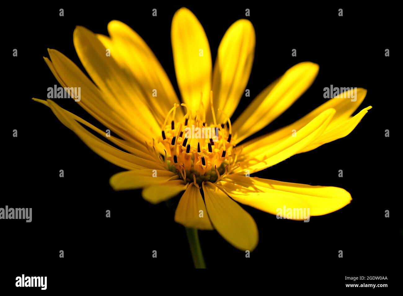 yellow flower in backlit with black background Stock Photo - Alamy