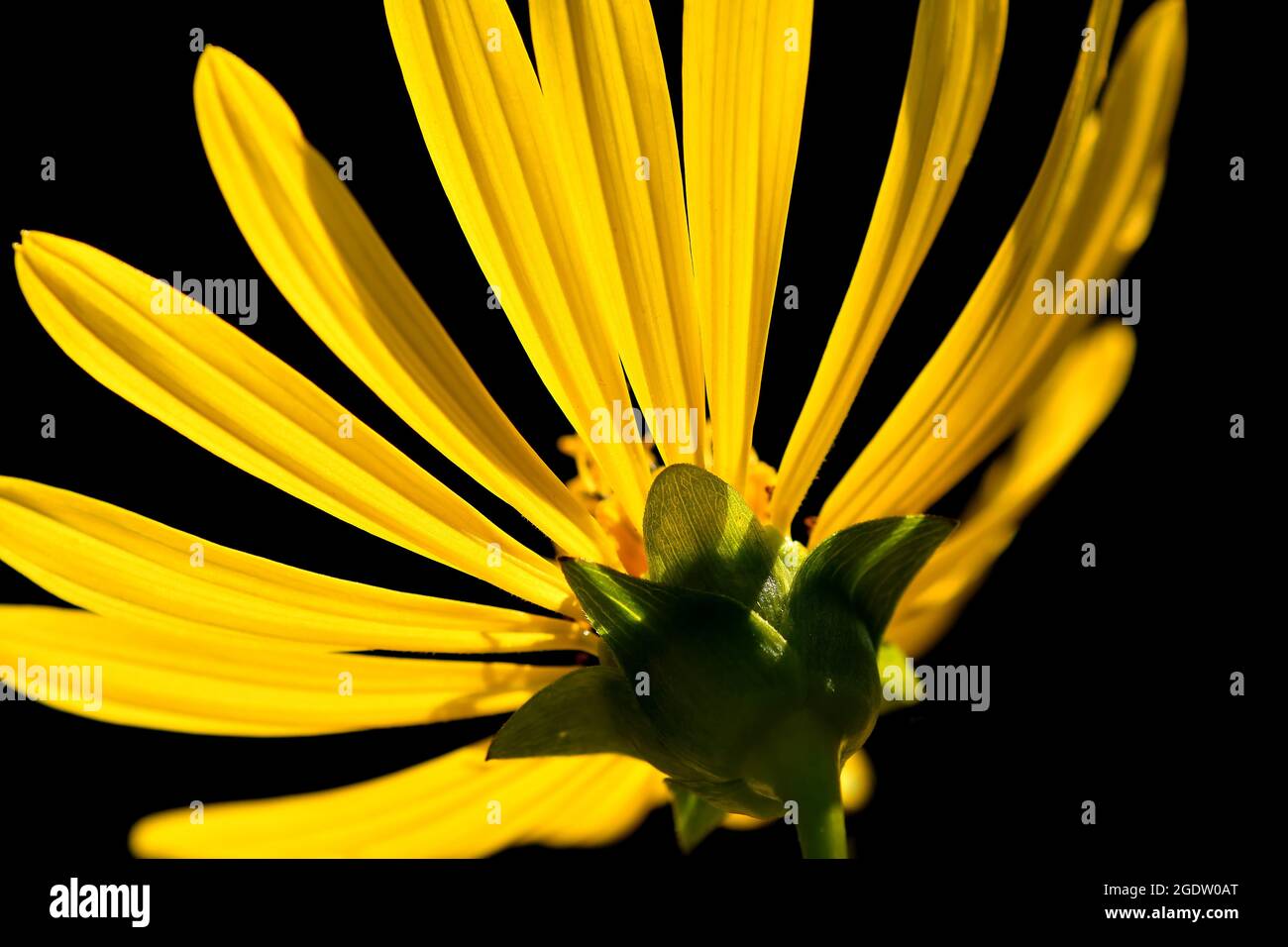 yellow flower in backlit with black background Stock Photo - Alamy