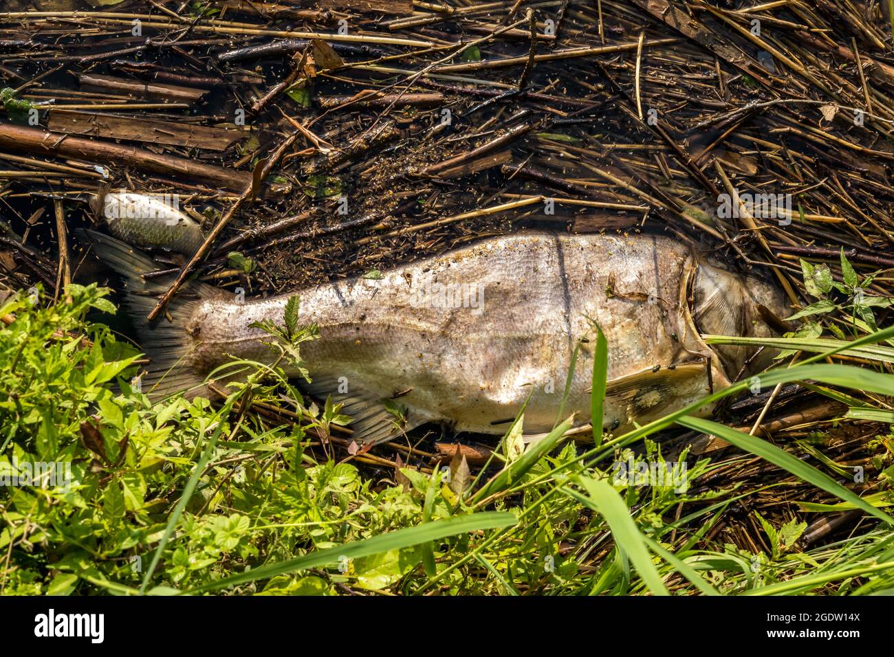 dead rotten fish on shore of polluted lake. ecological disaster and ...