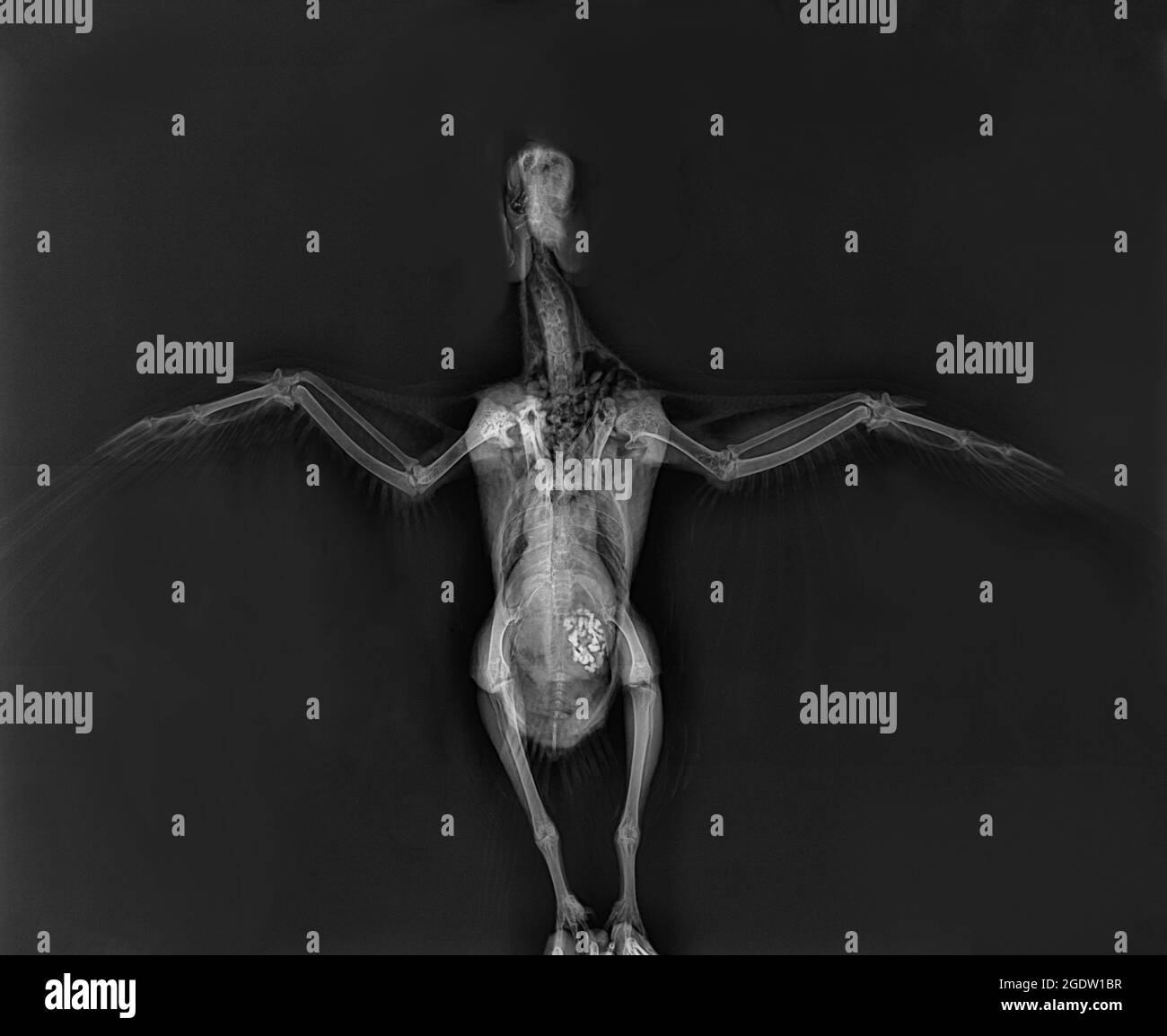 Avian wing anatomy Black and White Stock Photos & Images - Alamy
