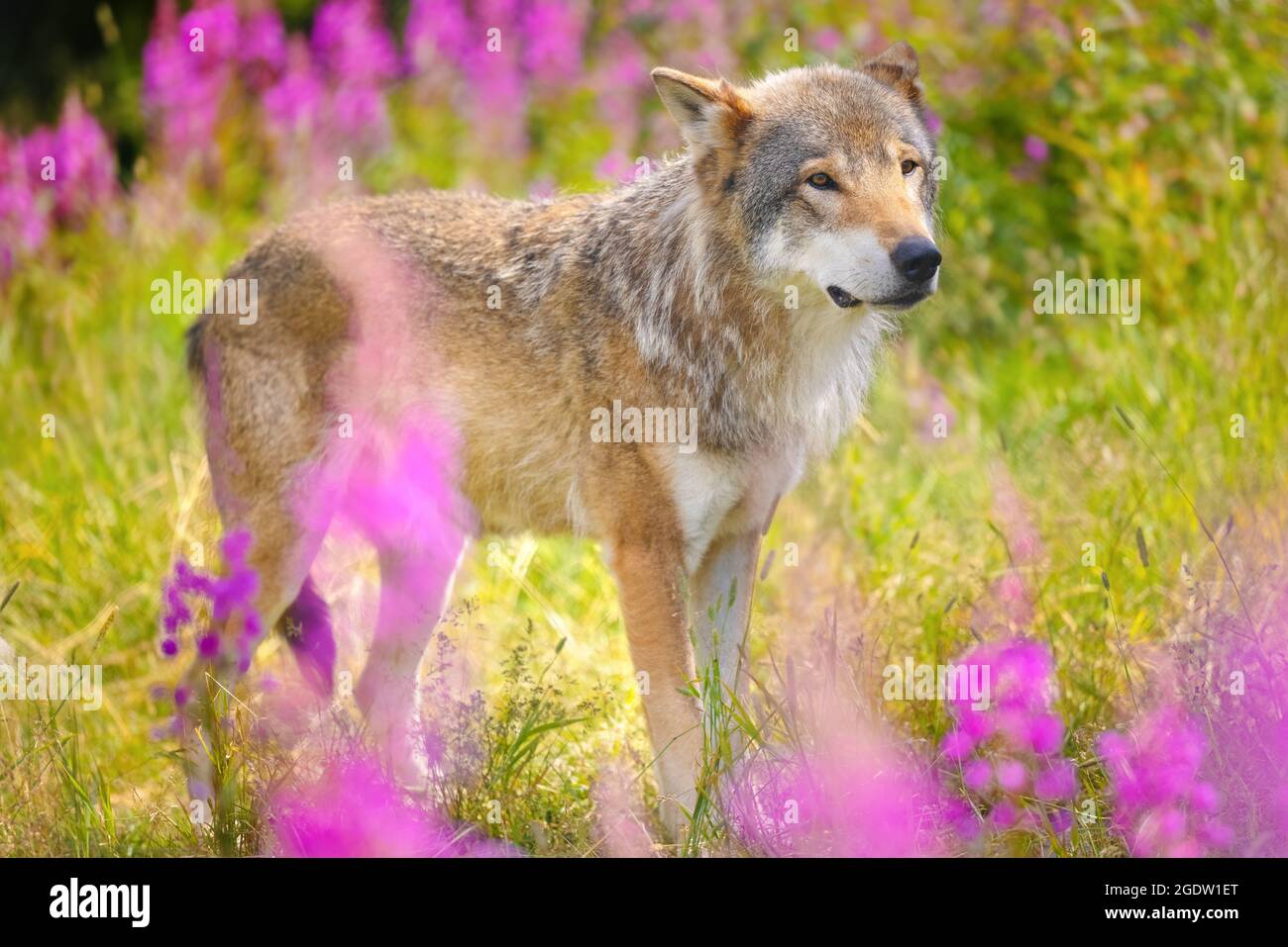 Large male grey wolf in beautiful grass meadow in the forest Stock ...