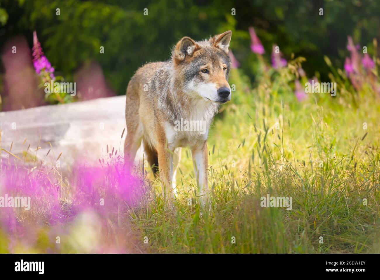 Beautiful large adult male grey wolf in beautiful grass meadow in the ...