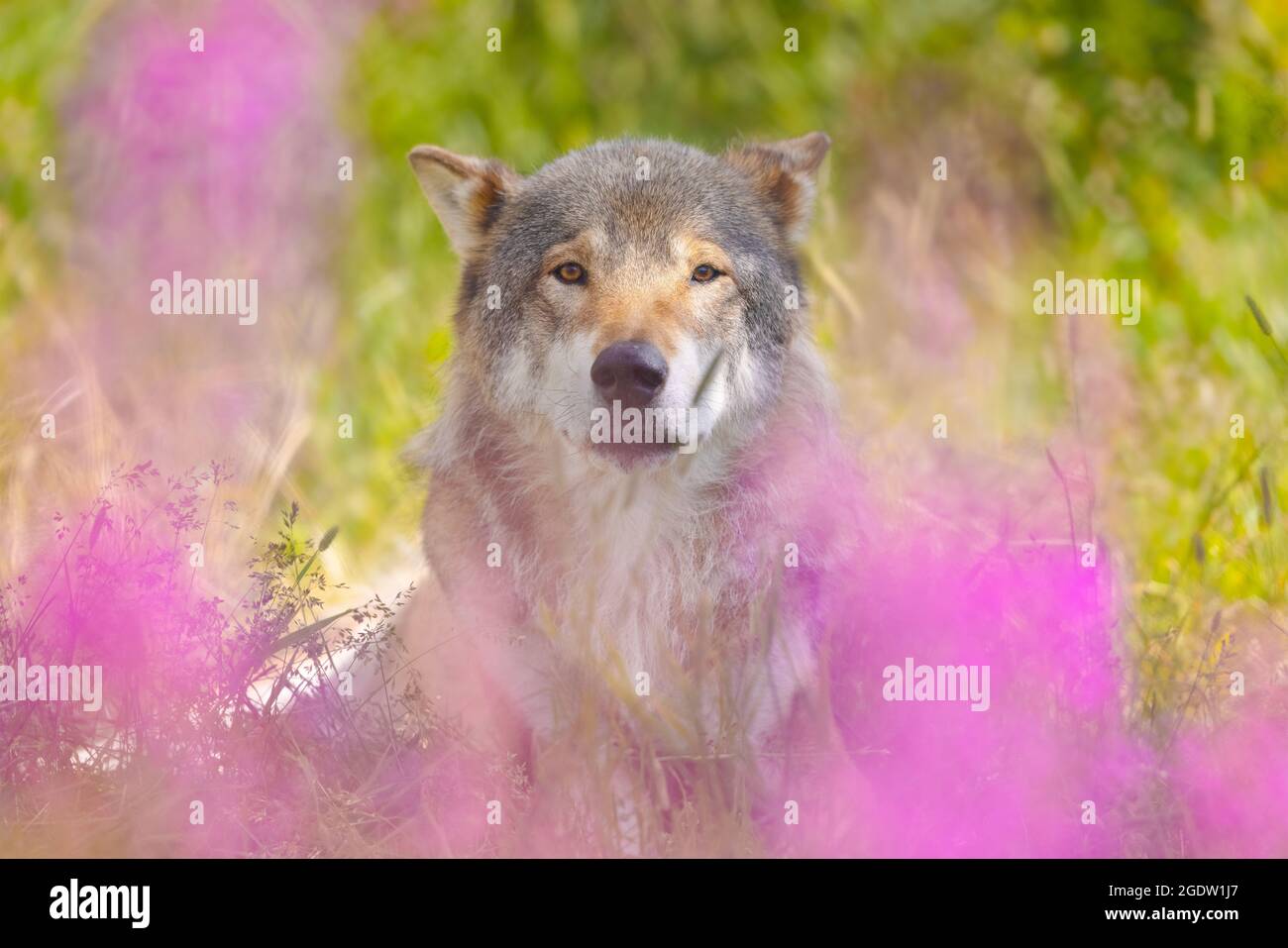 Large male adult grey wolf resting in grass meadow in the forest Stock ...