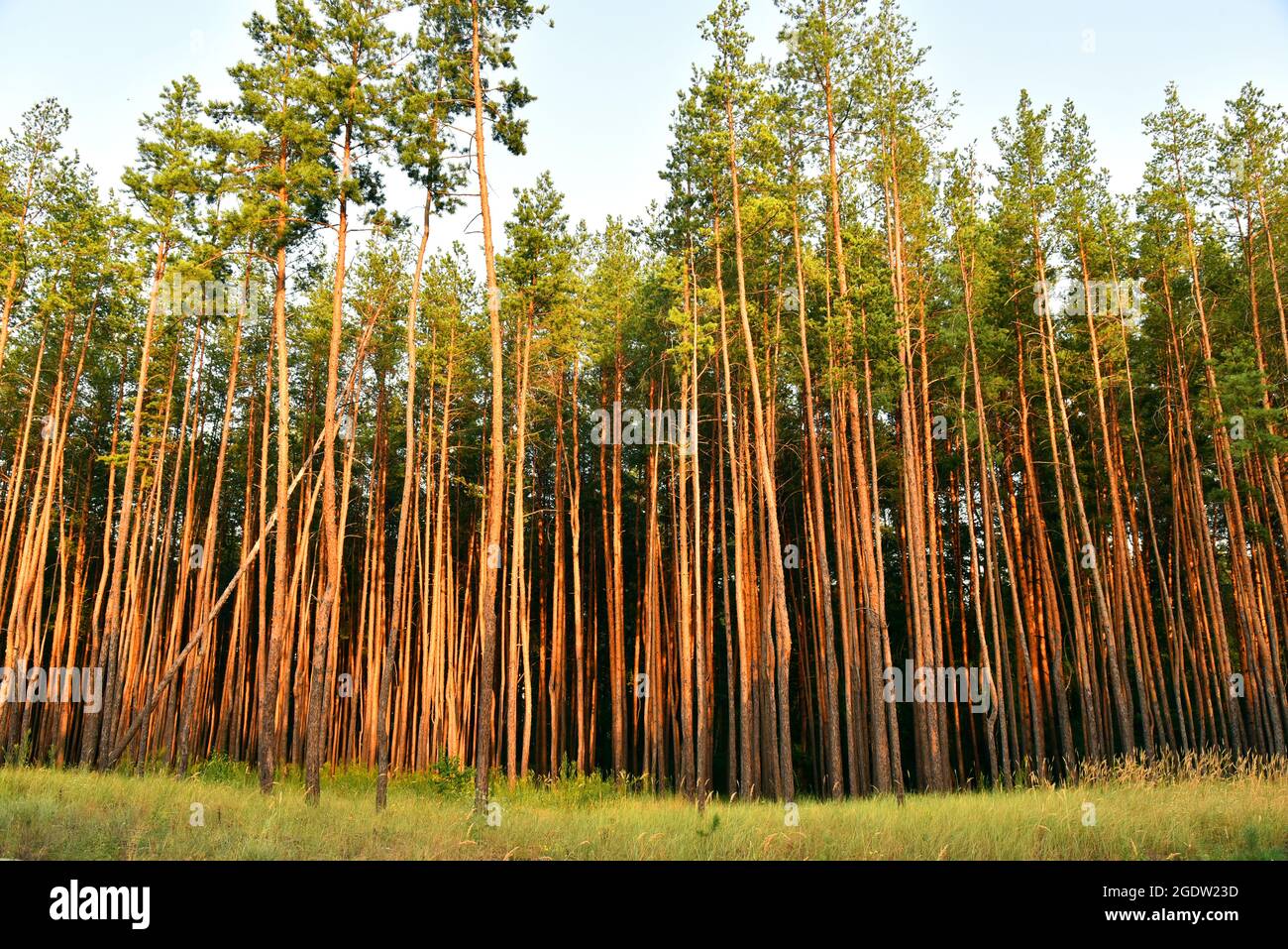 Edge of a dense pine forest. Tall pine trees forest nature Stock Photo ...