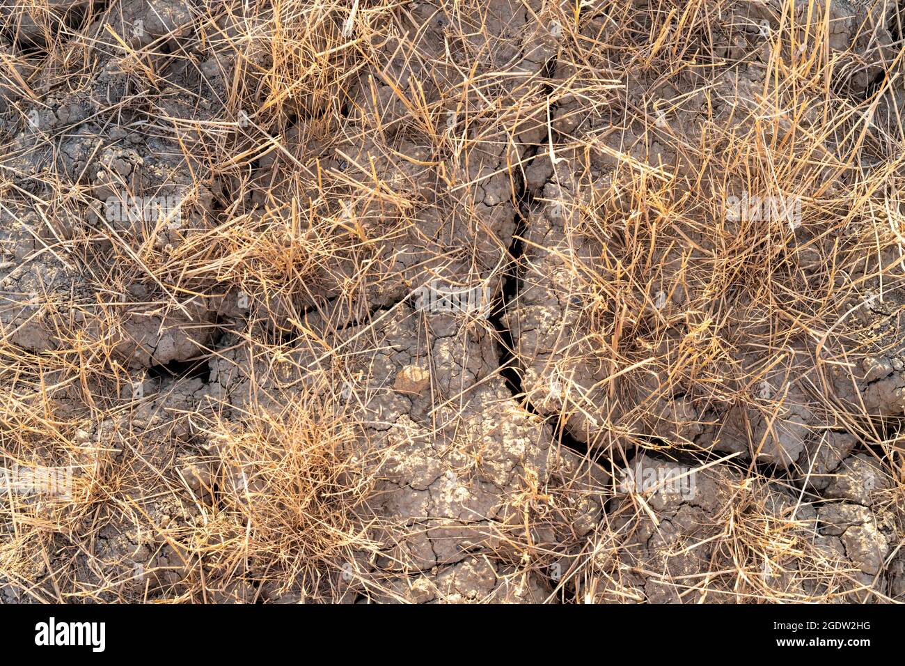 Parched earth in the fields, drought in agriculture Stock Photo - Alamy