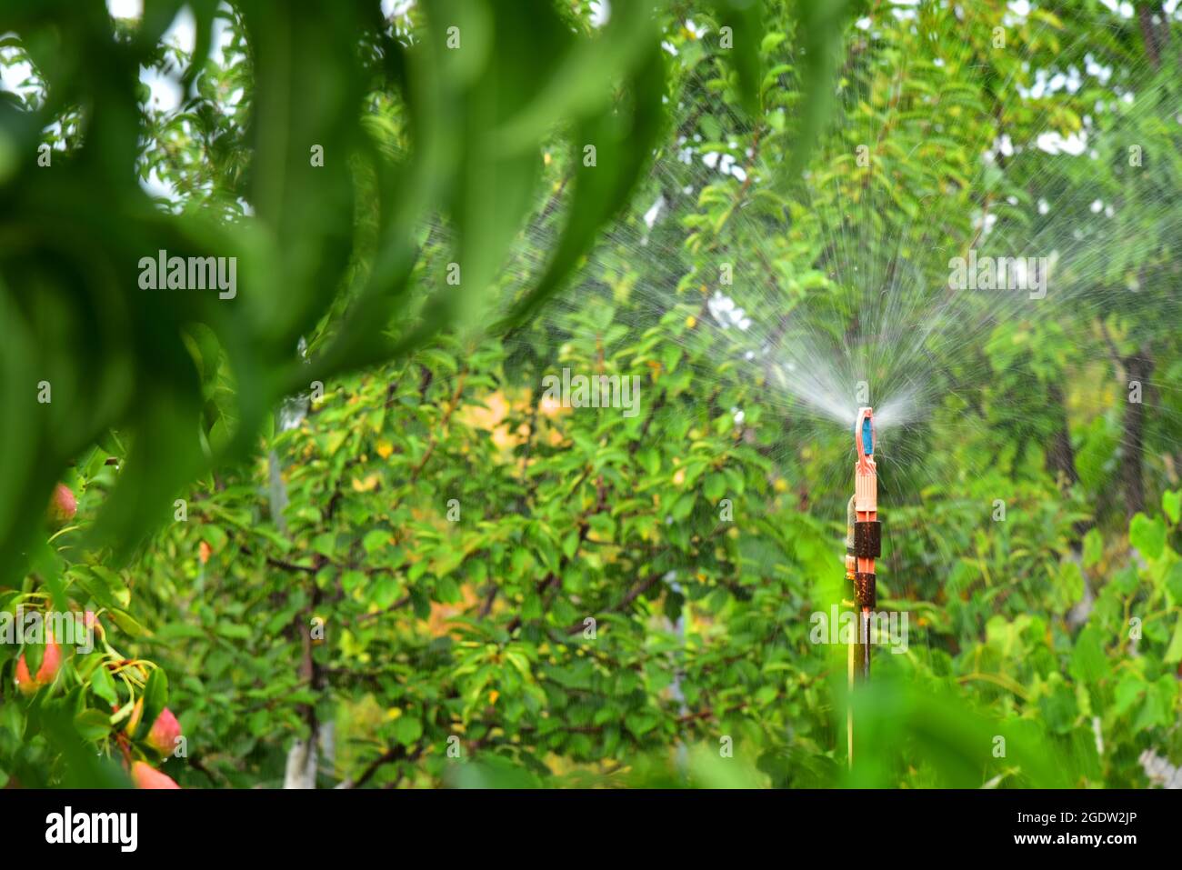 Watering garden process. Lawn sprinkler irrigation system Stock Photo ...