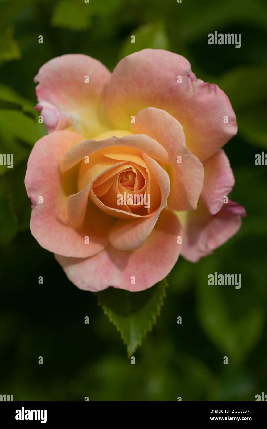 Rosa inspiration - Rose Flower Stock Photo - Alamy