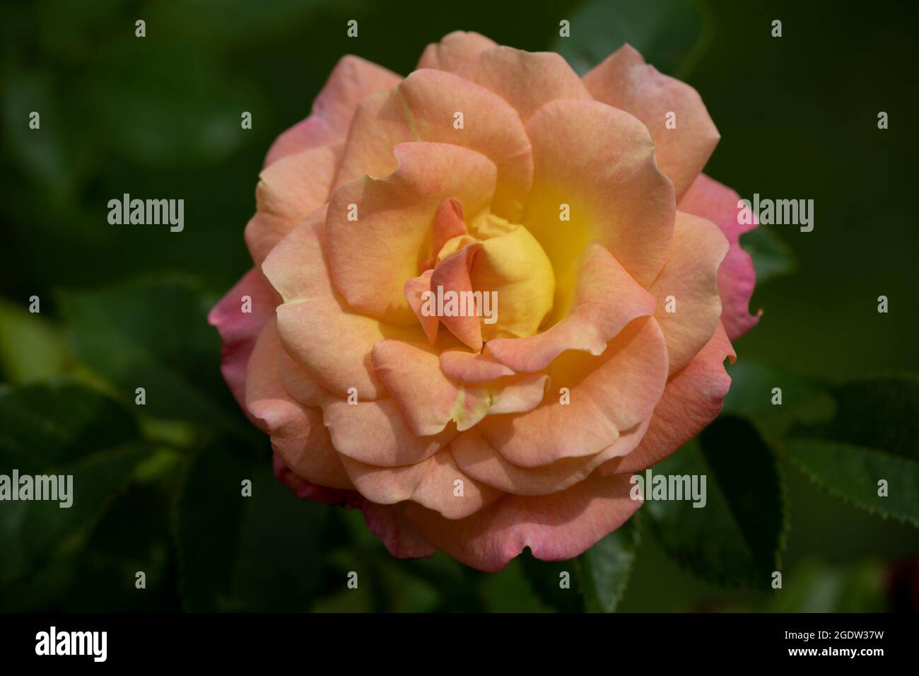 Rosa inspiration - Rose Flower Stock Photo - Alamy
