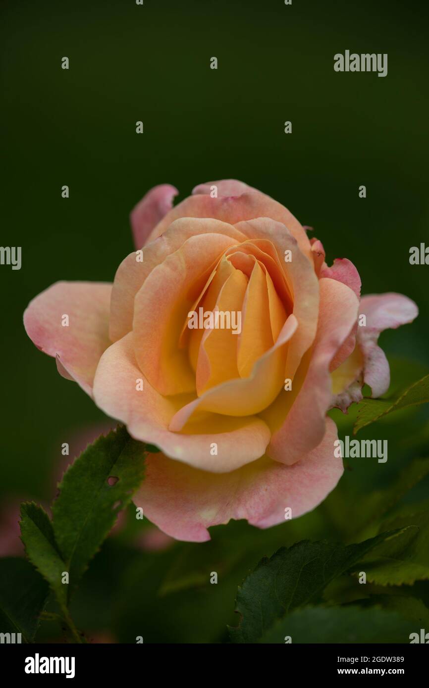 Rosa inspiration - Rose Flower Stock Photo - Alamy