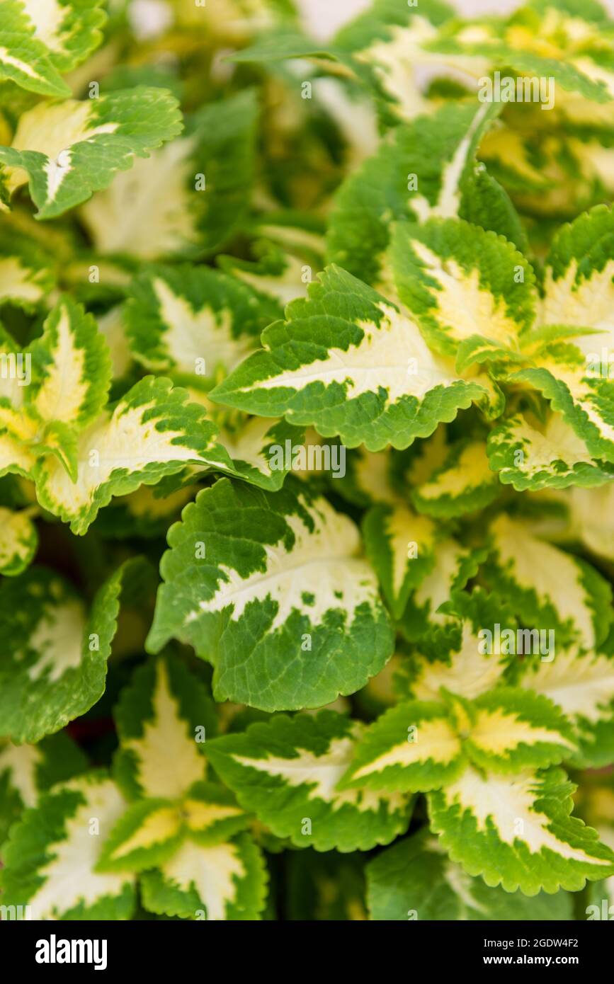 Close up of a variegated yellow and green Coleus plant. Painted nettle ...