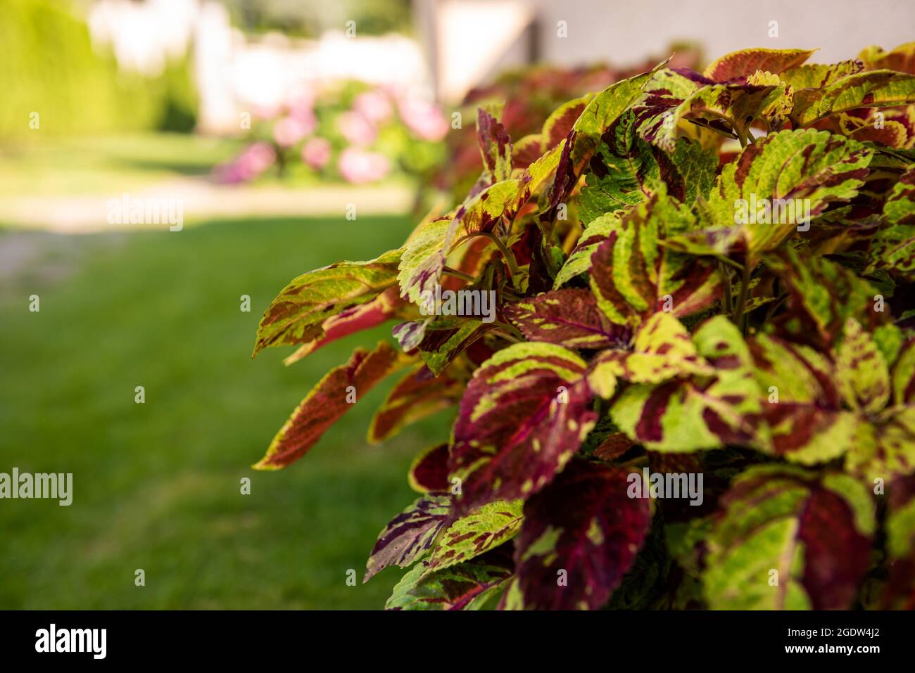 Coleus plant background. Close up of variegated Coleus plants in front ...