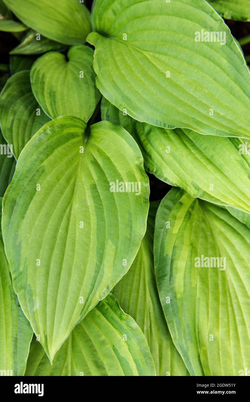 Hosta leaves floral pattern background. Lush green hosta foliage top ...