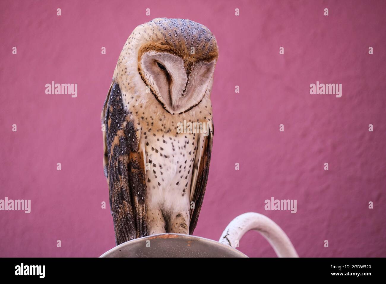 Barn owl sleeping Stock Photo - Alamy