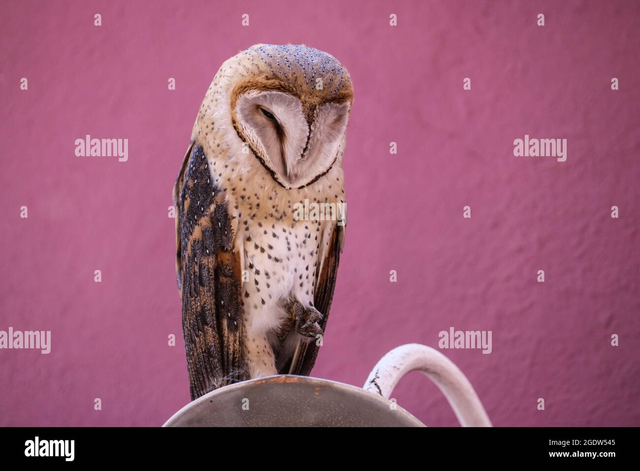 Barn owl sleeping Stock Photo - Alamy