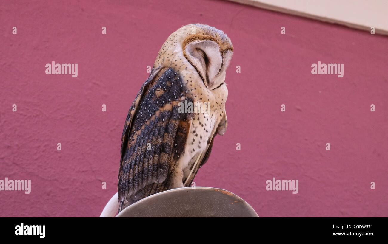 Barn owl sleeping Stock Photo - Alamy
