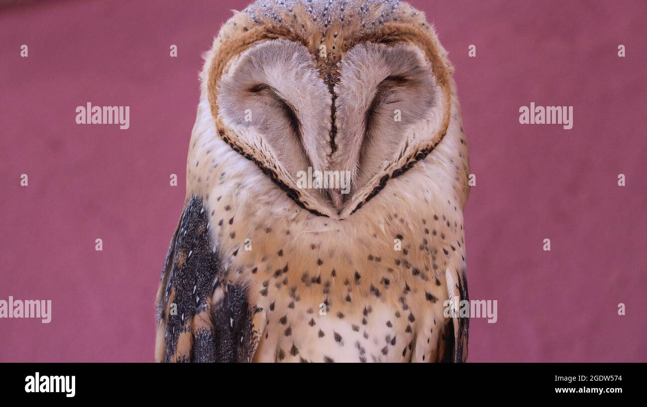 Barn owl sleeping Stock Photo - Alamy
