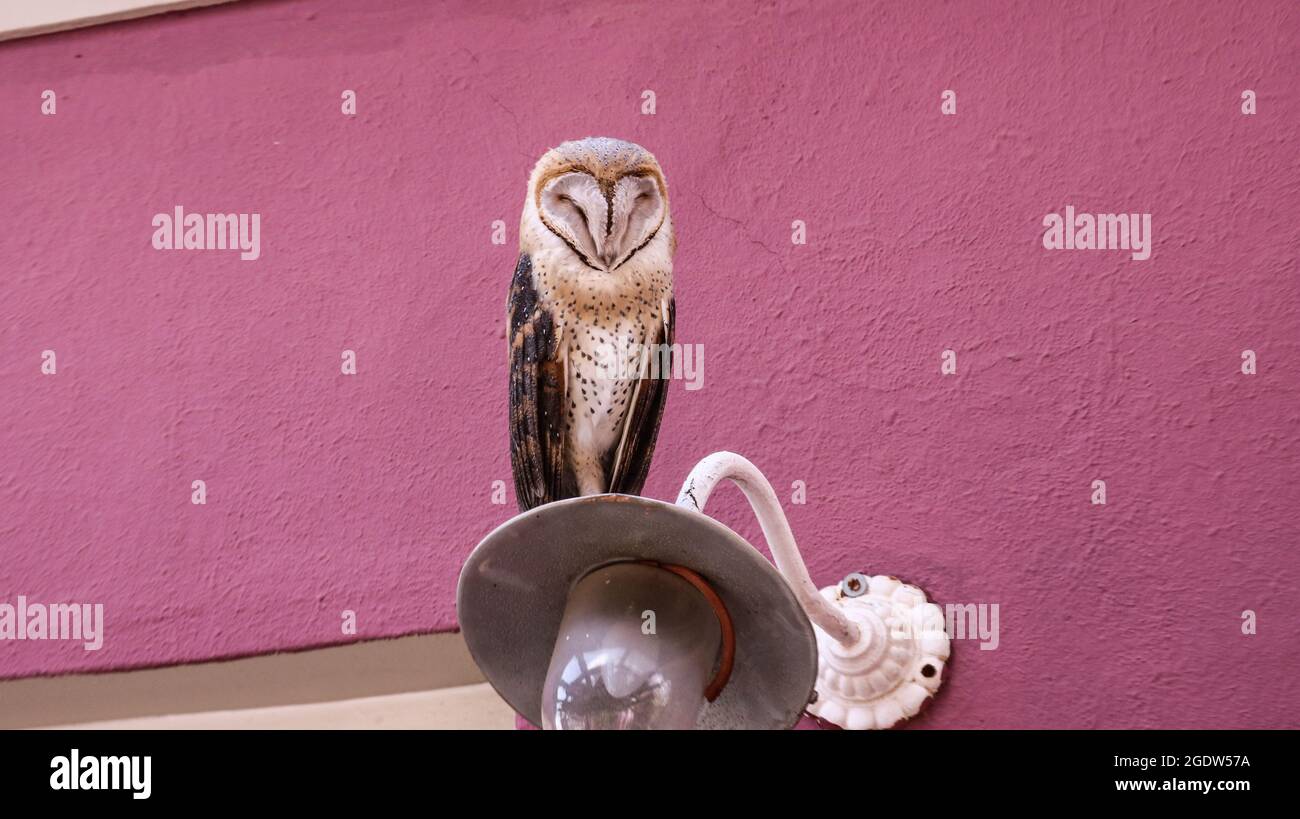 Barn owl sleeping Stock Photo - Alamy