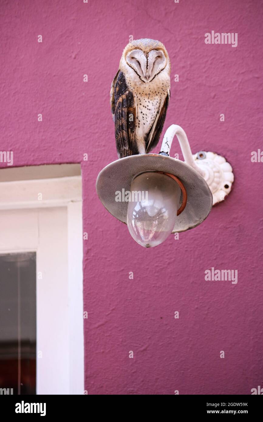 Barn owl sleeping Stock Photo - Alamy