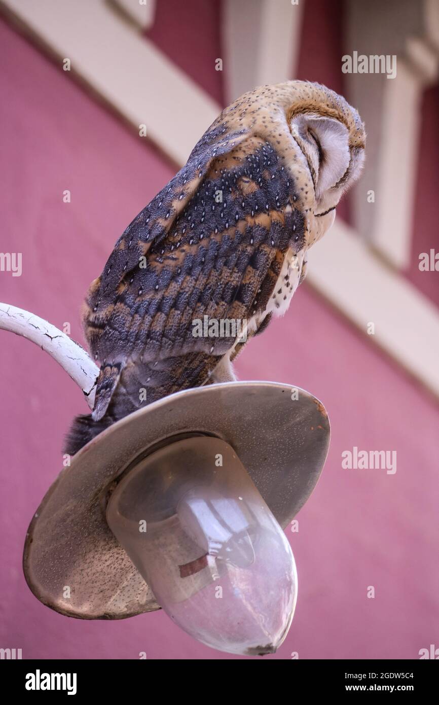 Barn owl sleeping Stock Photo - Alamy