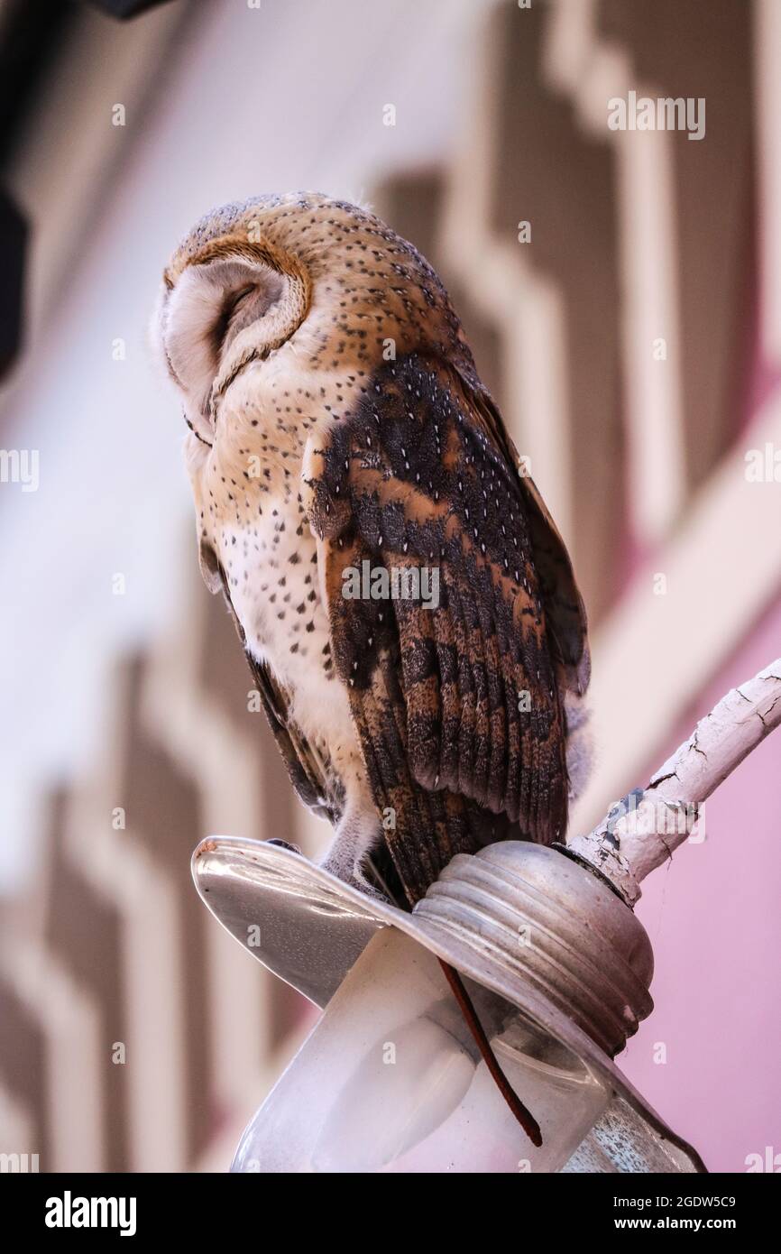 Barn owl sleeping Stock Photo - Alamy