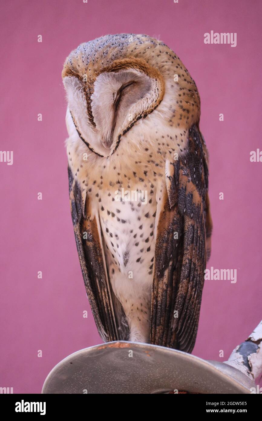 Barn owl sleeping Stock Photo - Alamy