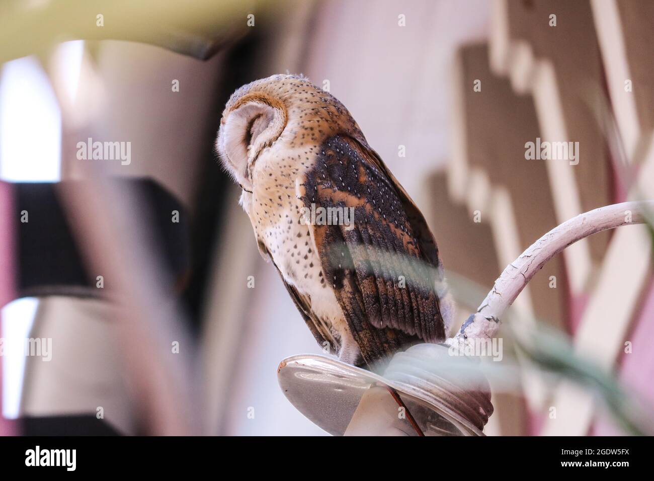 Barn owl sleeping Stock Photo - Alamy