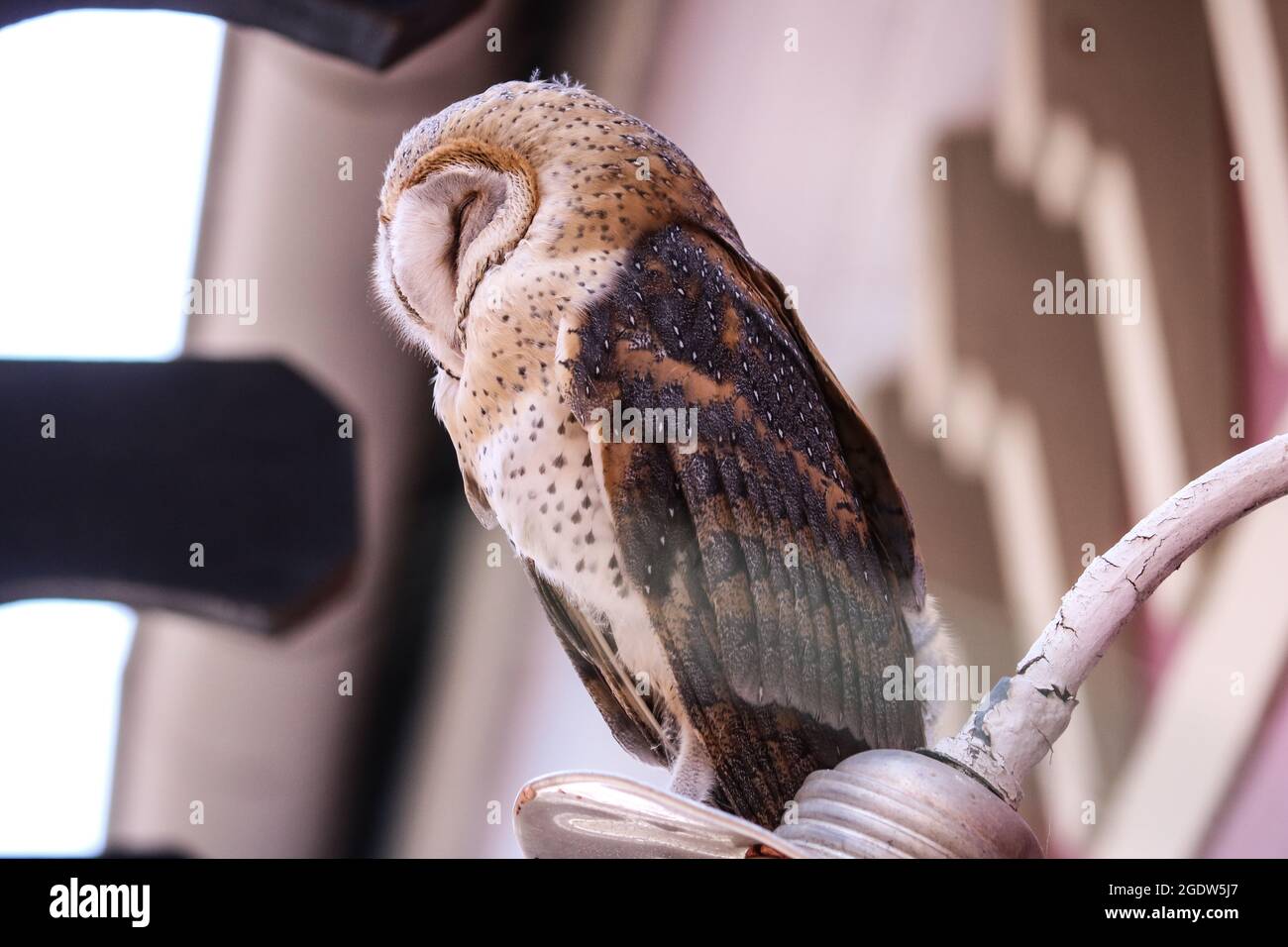 Barn owl sleeping Stock Photo - Alamy