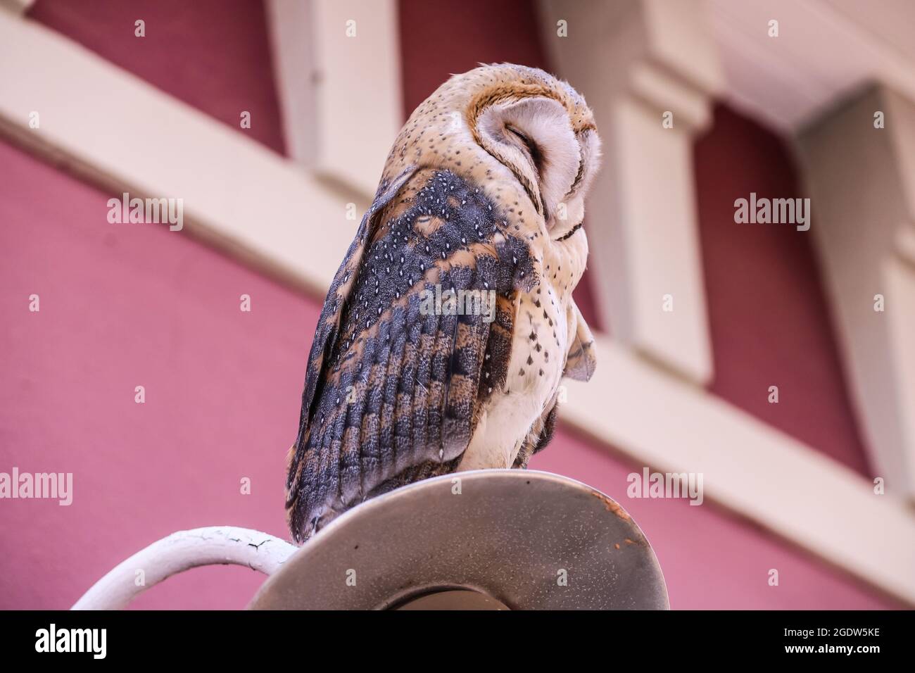 Barn owl sleeping Stock Photo - Alamy