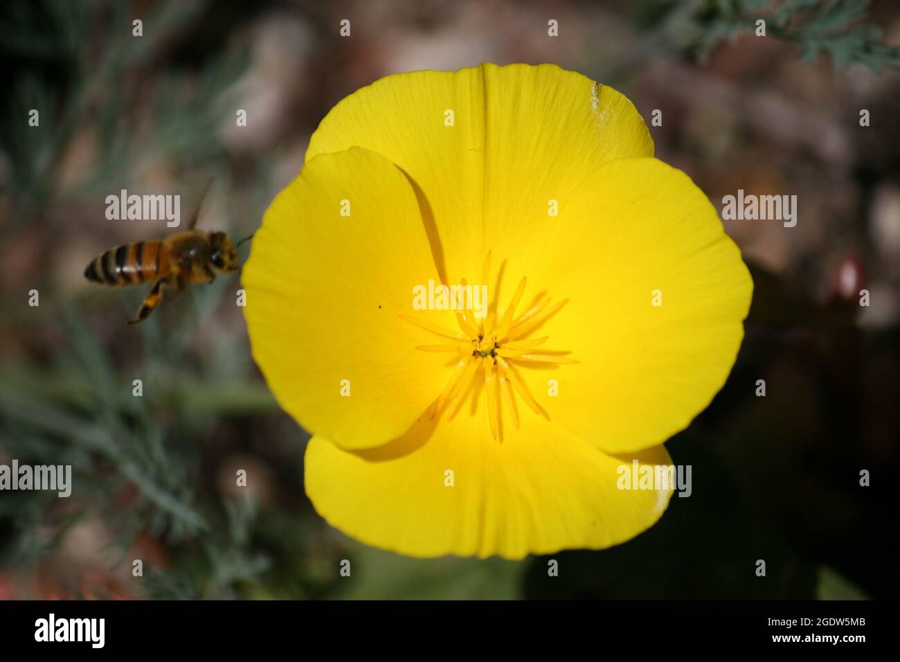 A top view of a honey bee flying around a yellow evening primrose ...