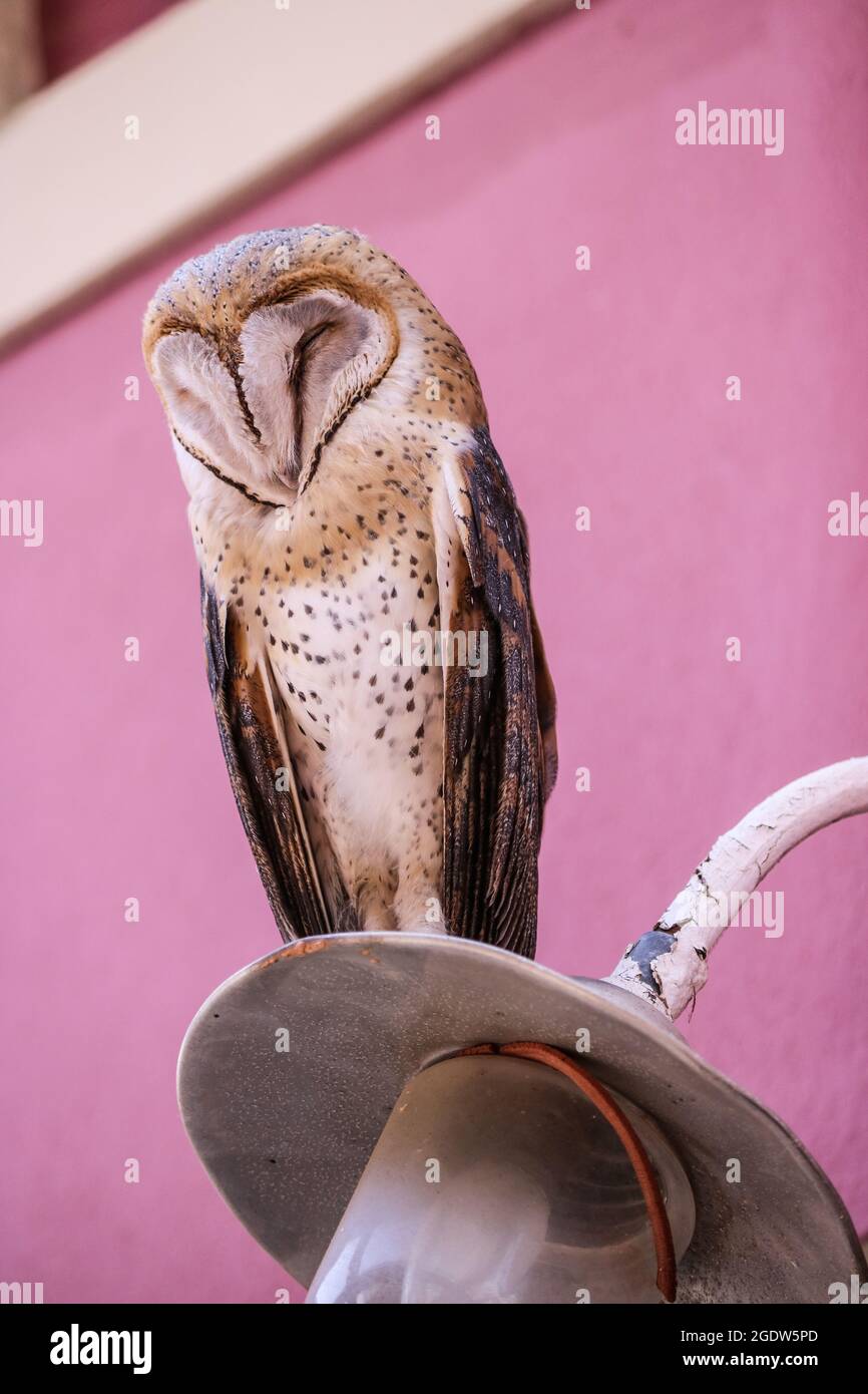Barn owl sleeping Stock Photo - Alamy