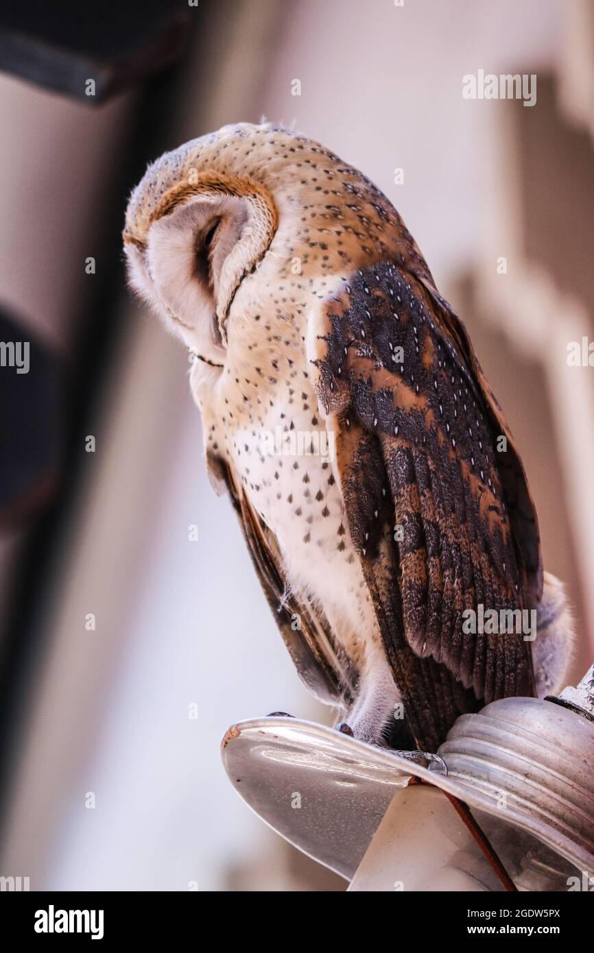 Barn owl sleeping Stock Photo - Alamy