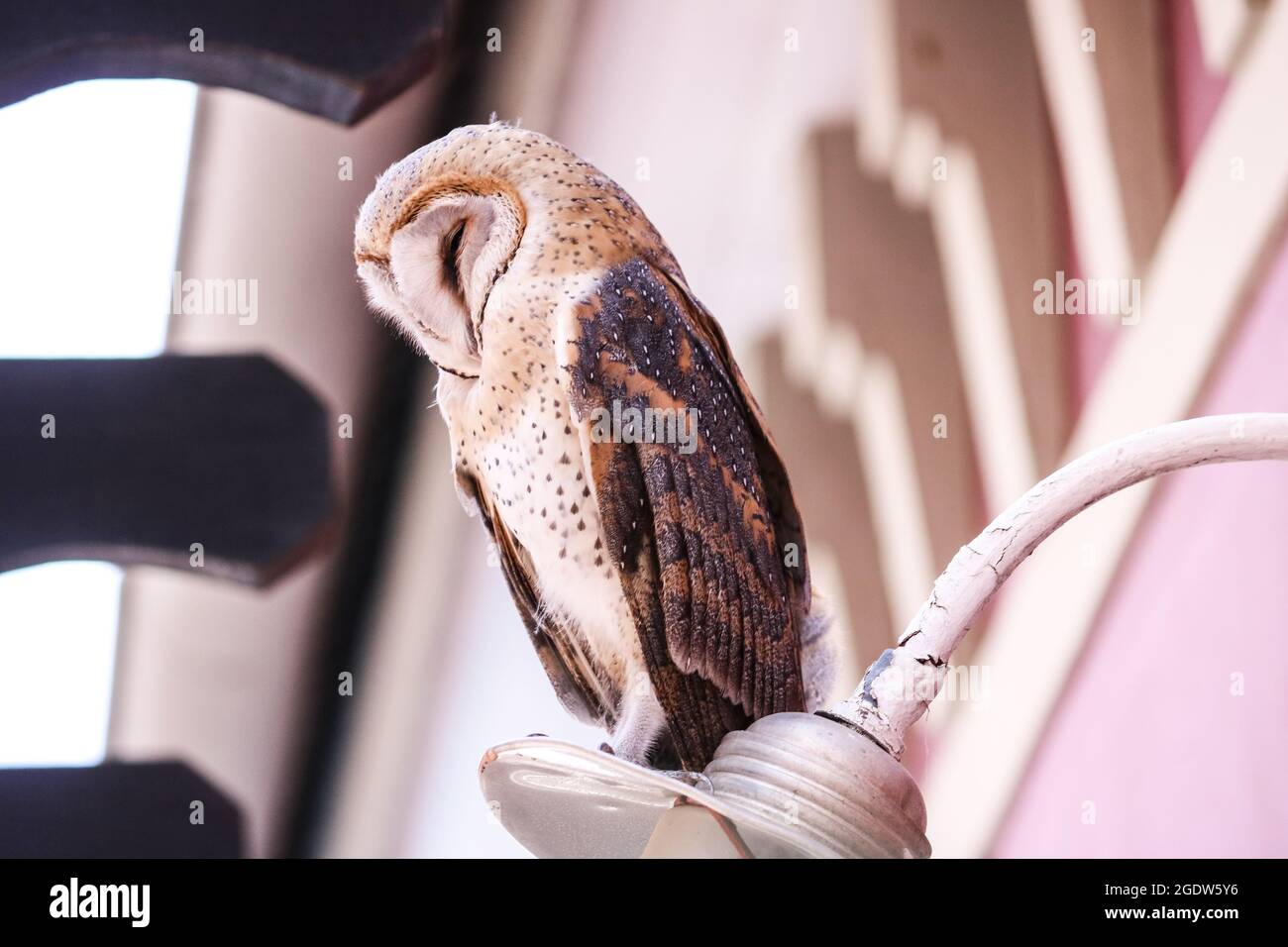Barn owl sleeping Stock Photo - Alamy