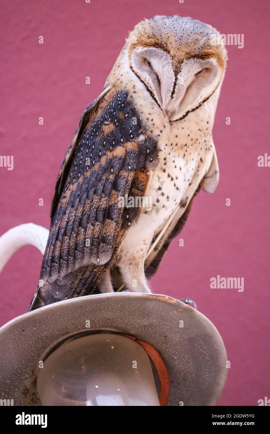Barn owl sleeping Stock Photo - Alamy