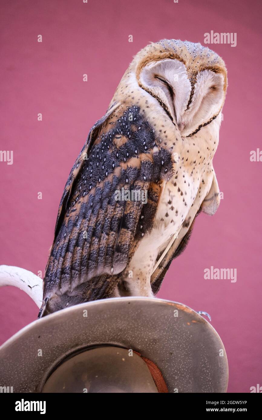 Barn owl sleeping Stock Photo - Alamy