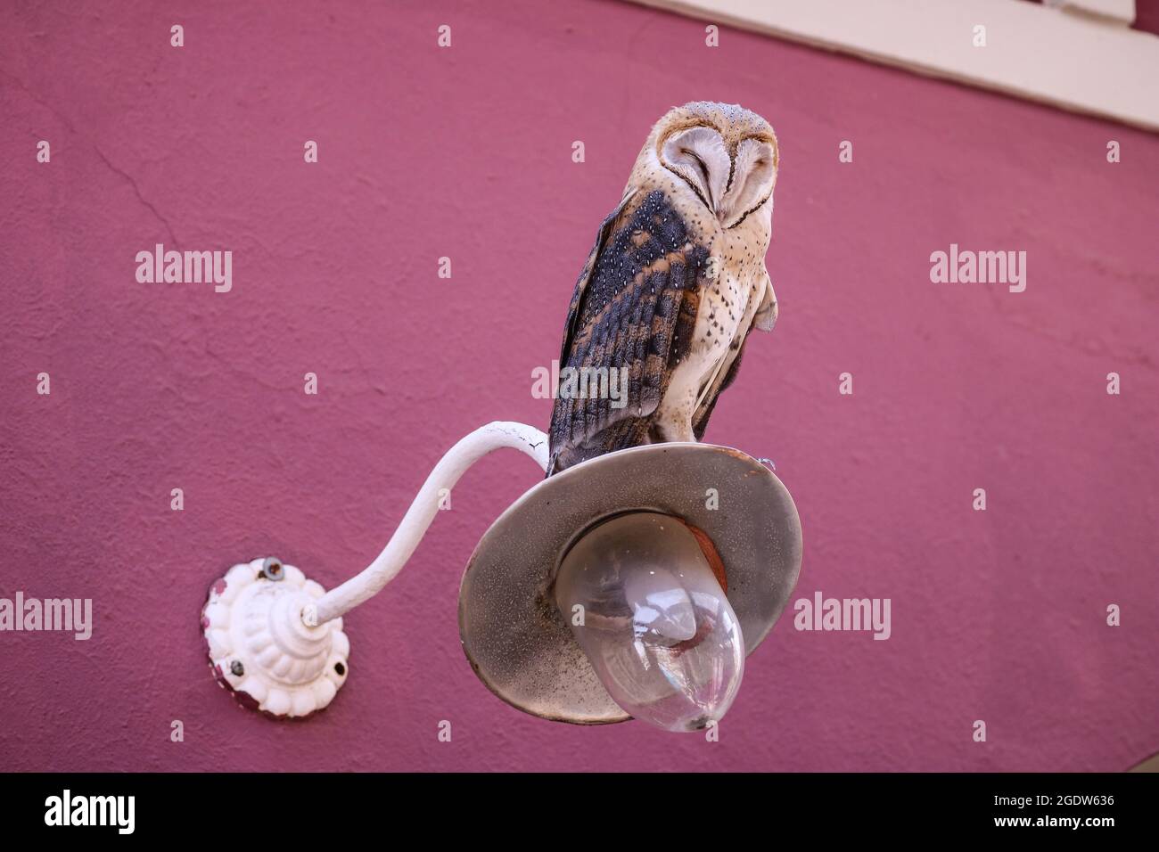 Barn owl sleeping Stock Photo - Alamy