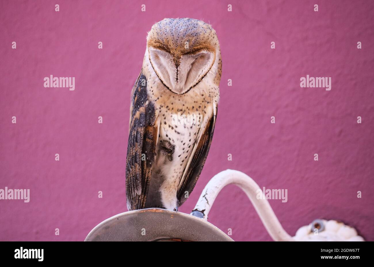 Barn owl sleeping Stock Photo - Alamy