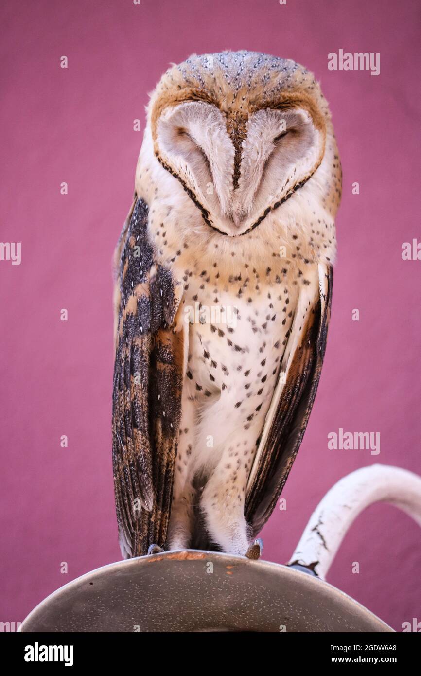 Sleeping barn owl barn hi-res stock photography and images - Alamy