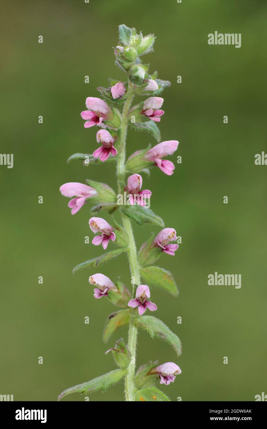 Red Bartsia (Odontites vernus Stock Photo - Alamy
