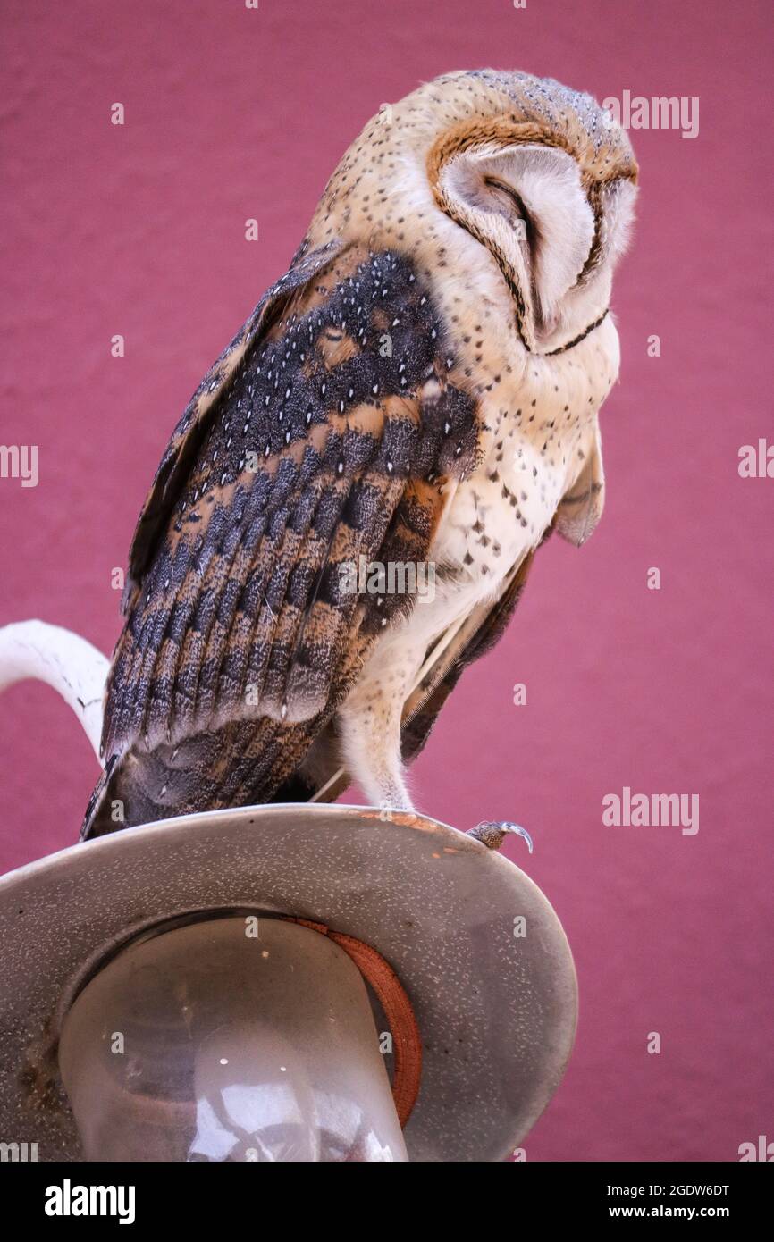 Barn owl sleeping Stock Photo - Alamy