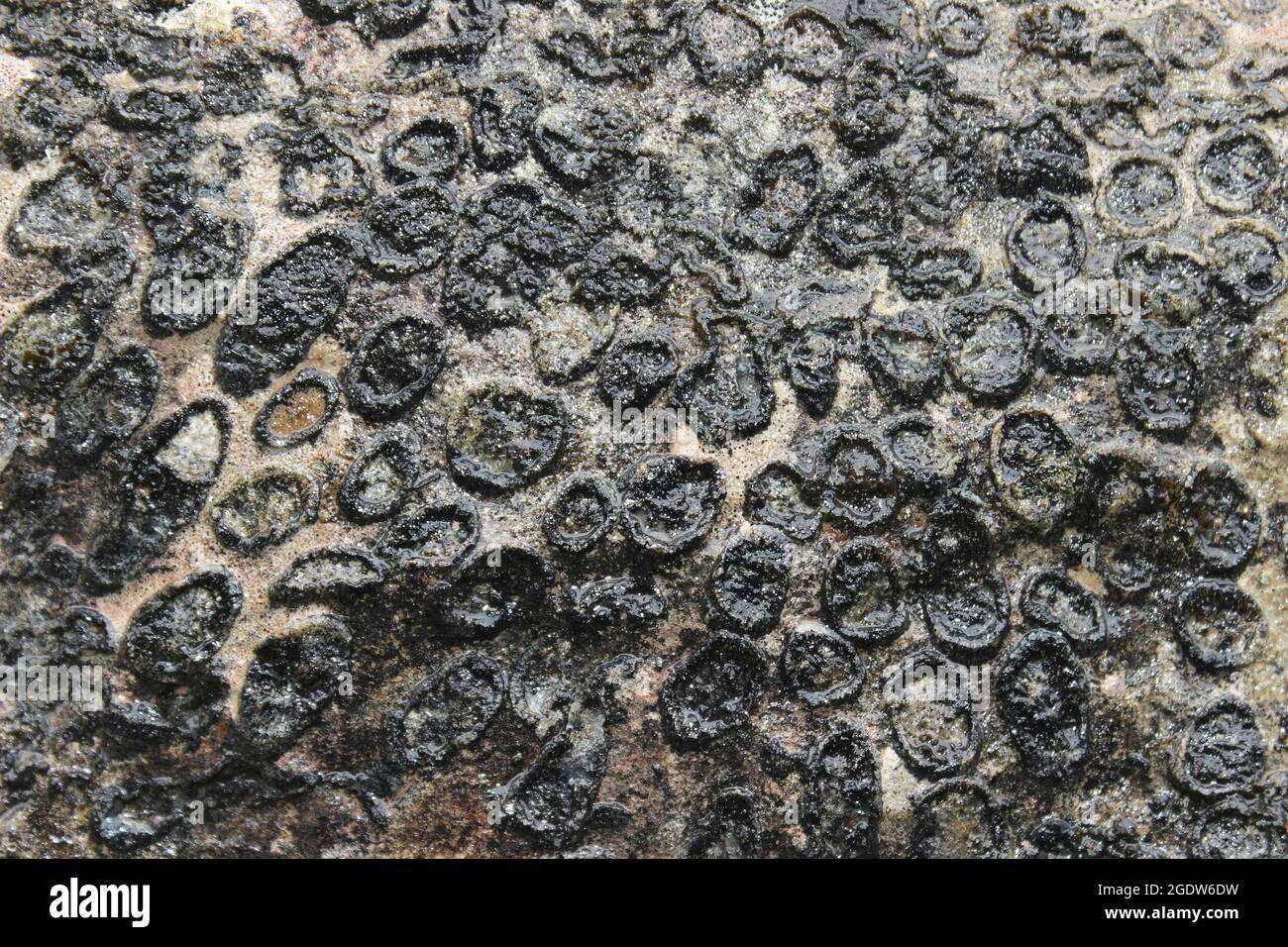 Lithostrotion coral hi-res stock photography and images - Alamy