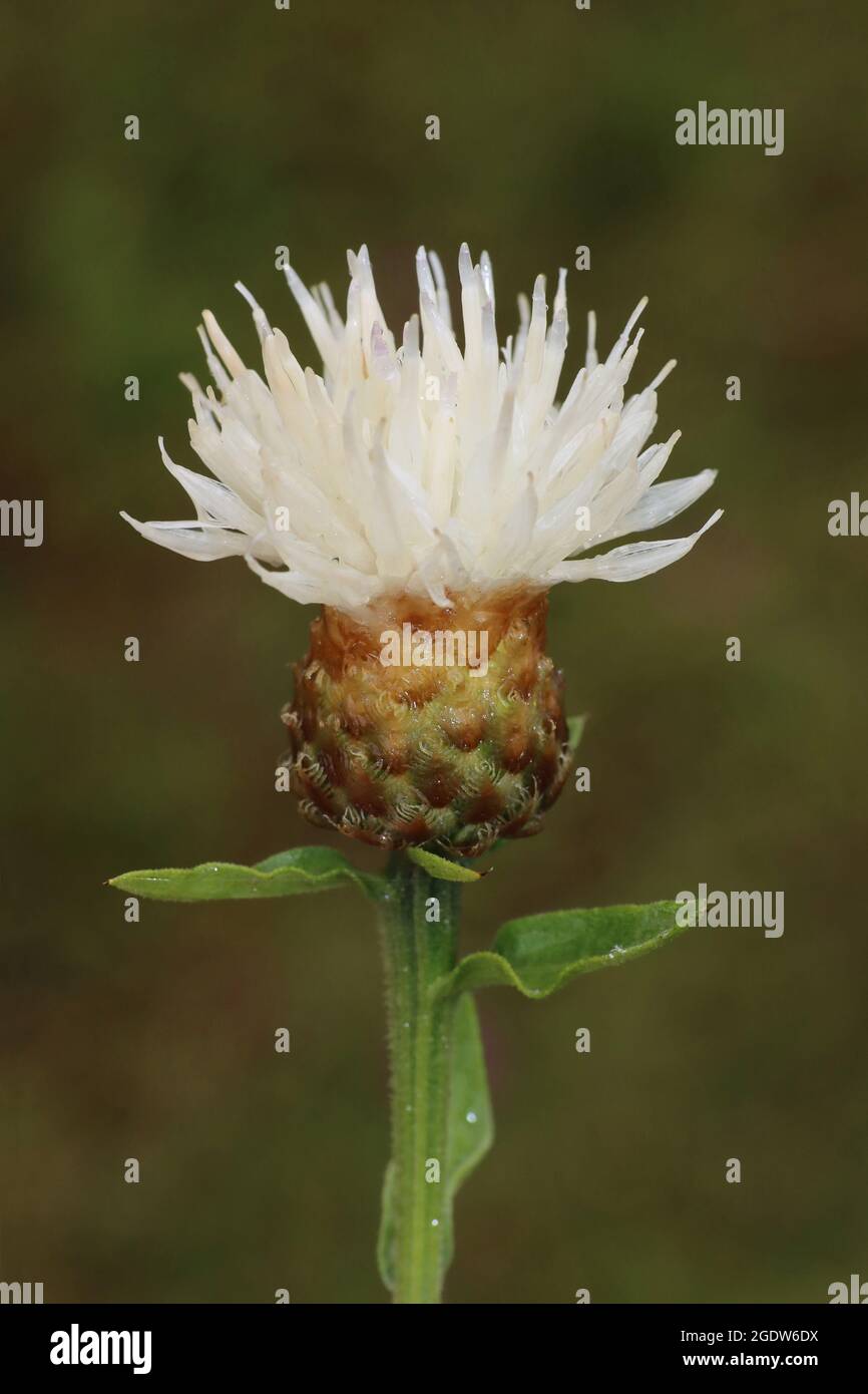 Common Knapweed - Centaurea nigra - unusual white form Stock Photo - Alamy