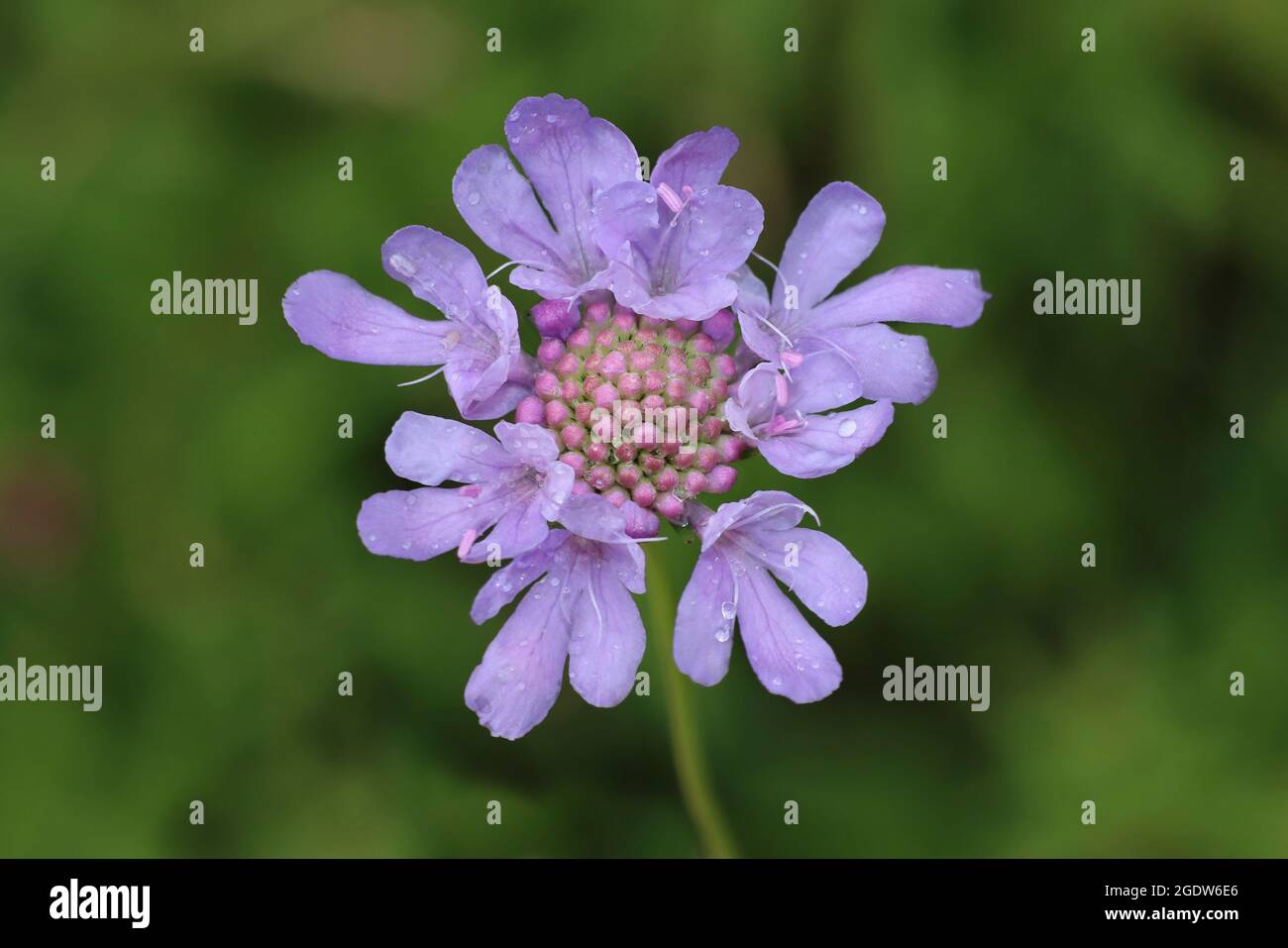 Small Scabious Scabiosa columbaria Stock Photo - Alamy