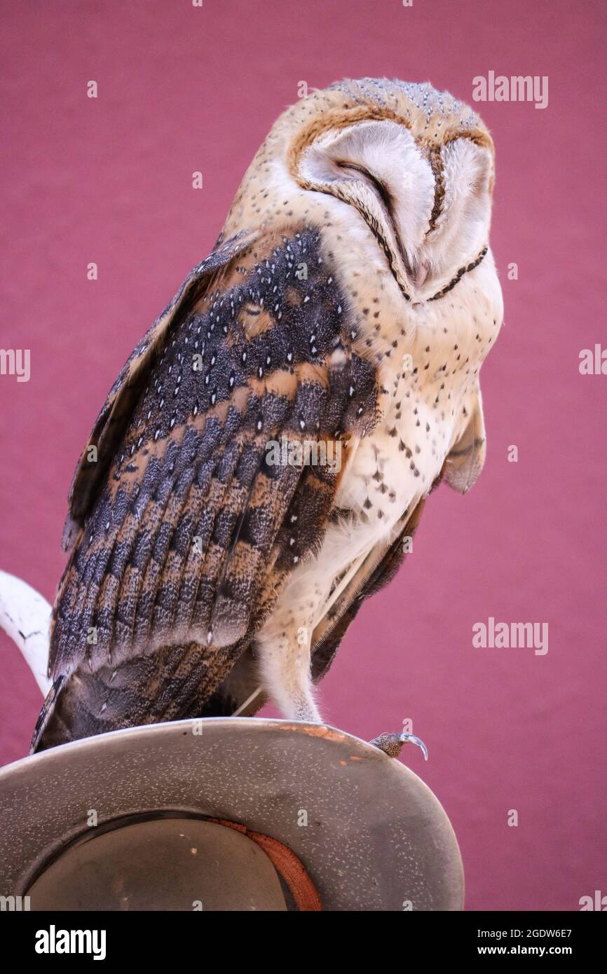 Barn owl sleeping Stock Photo - Alamy