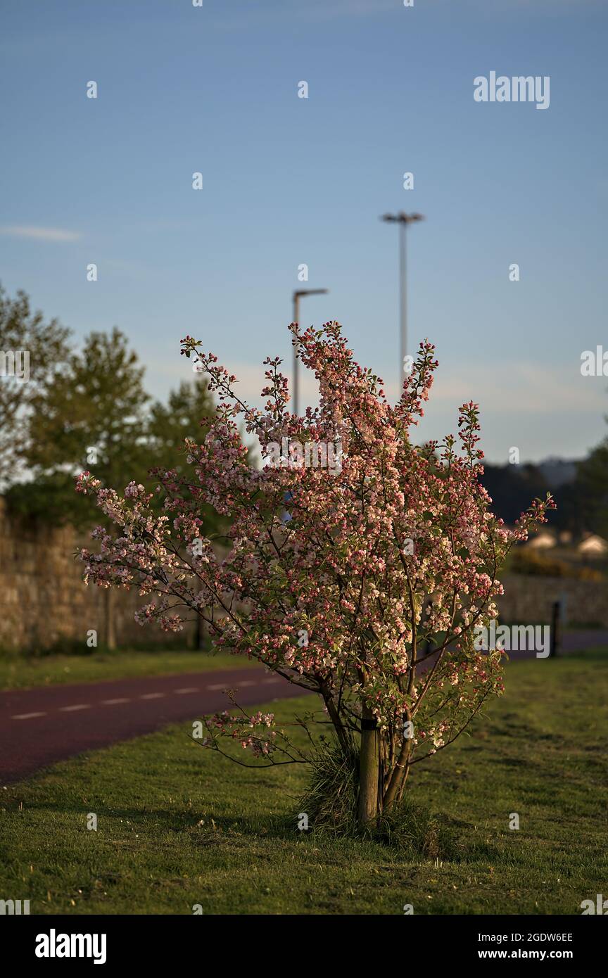Beautiful evening view of pink spring flowering crab apple (Malus ...