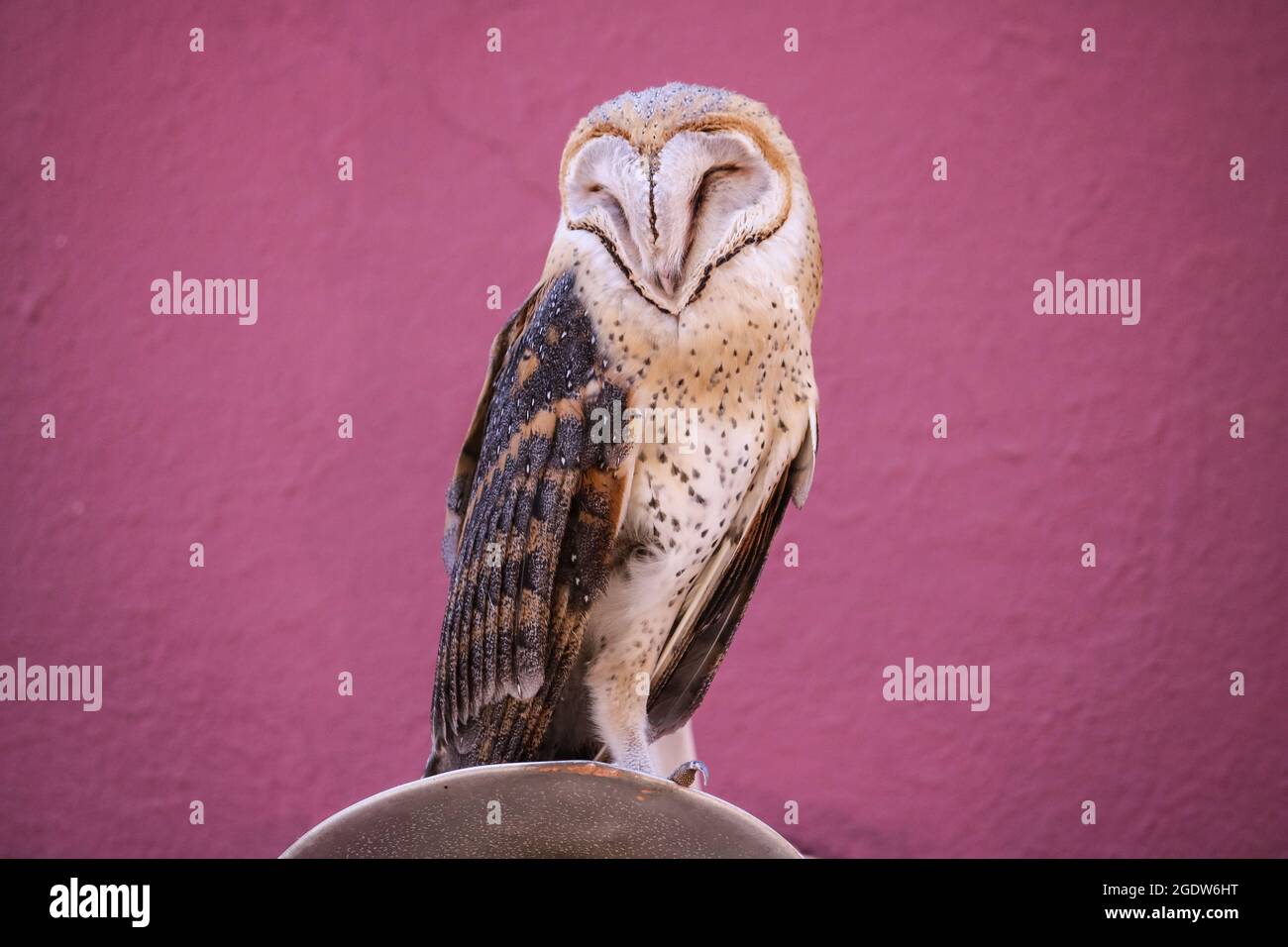 Barn owl sleeping Stock Photo - Alamy