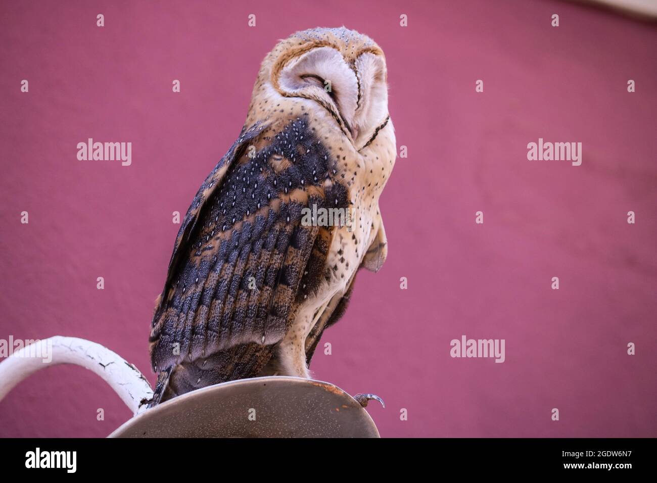Barn owl sleeping Stock Photo - Alamy