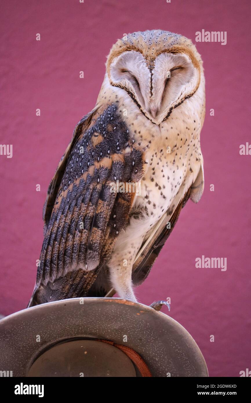Barn owl sleeping Stock Photo - Alamy