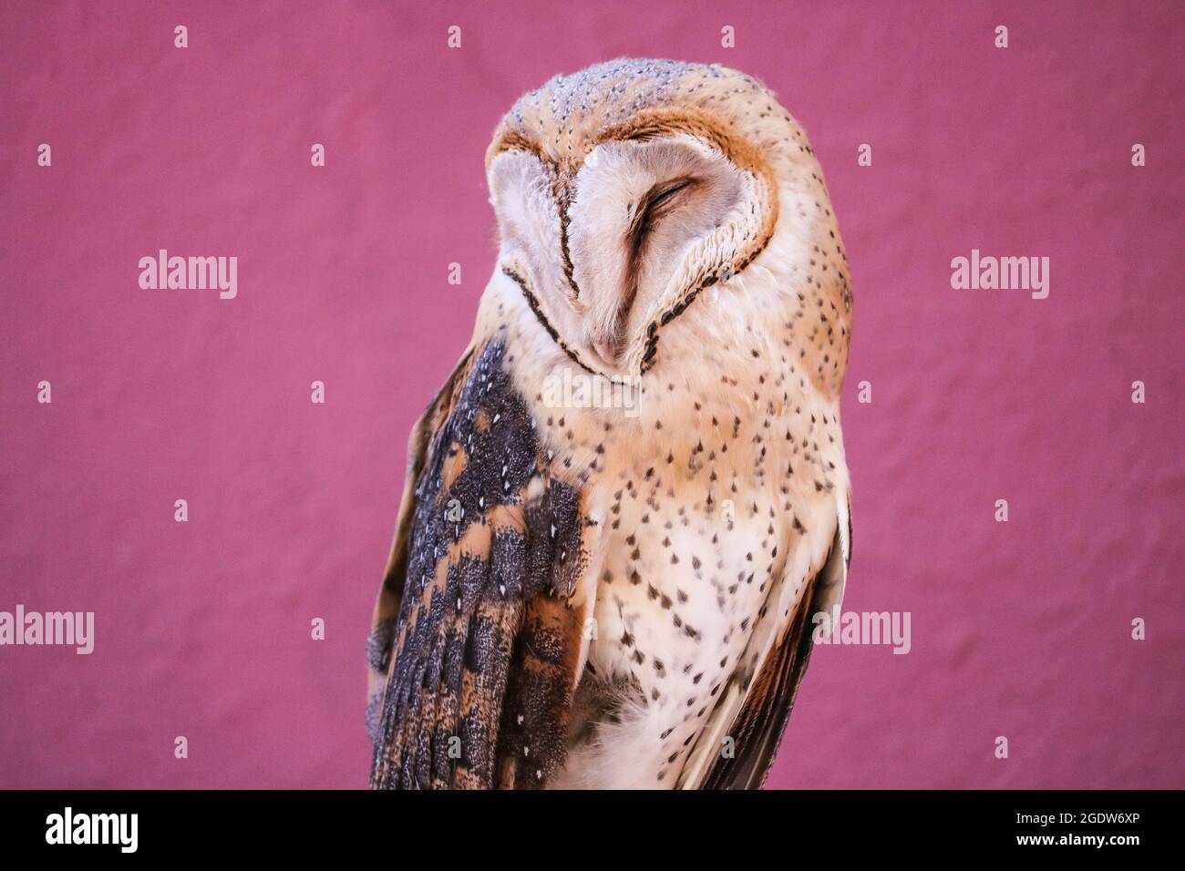 Barn owl sleeping Stock Photo - Alamy