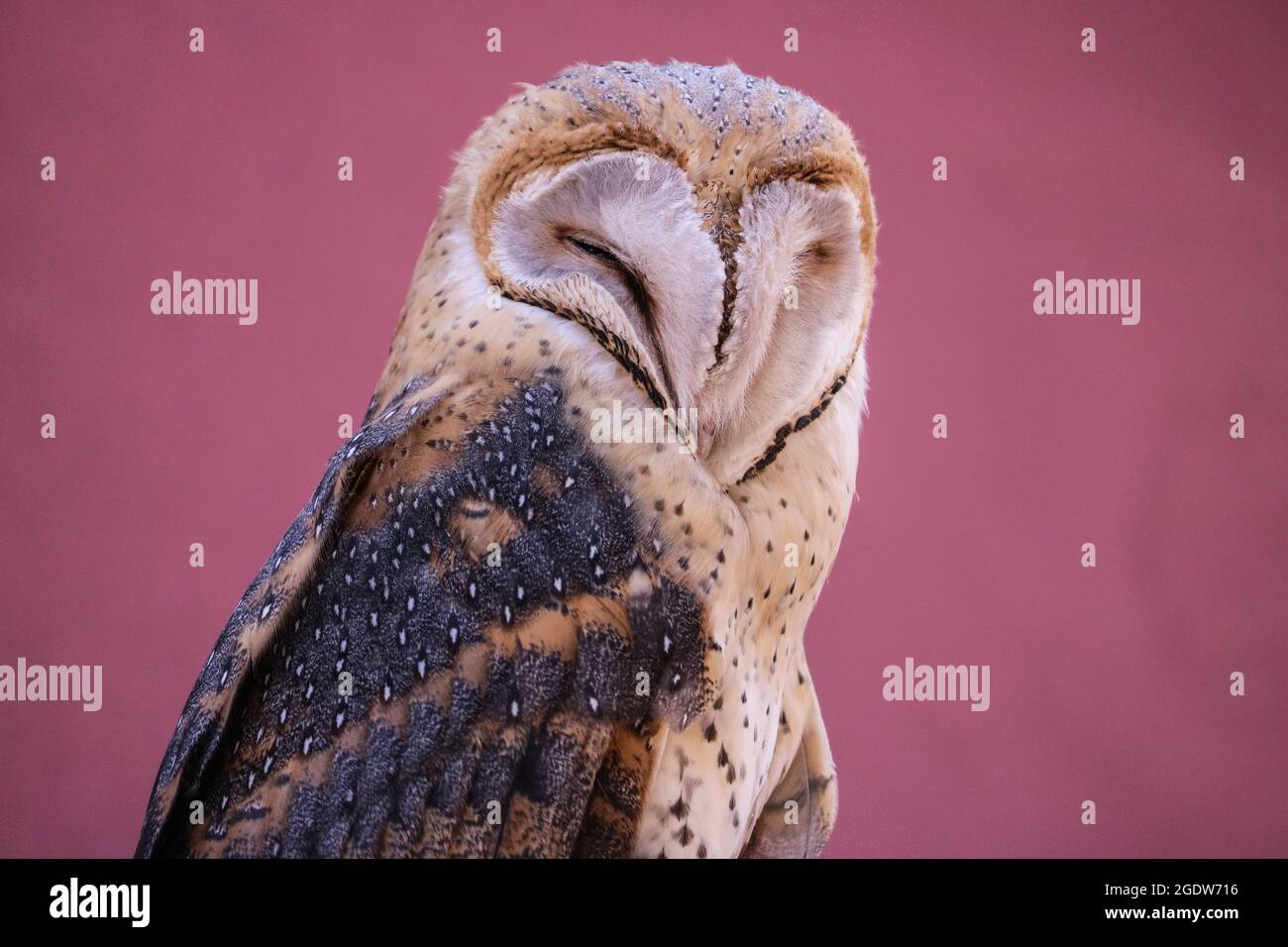 Barn owl sleeping Stock Photo - Alamy
